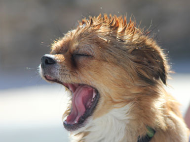 A MI PEQUEÑA MAESTRA “ PUCHI” | Sound and Life Blog